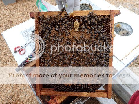 Turning 10 frame deeps into split nuc boxes | Beesource Beekeeping Forums